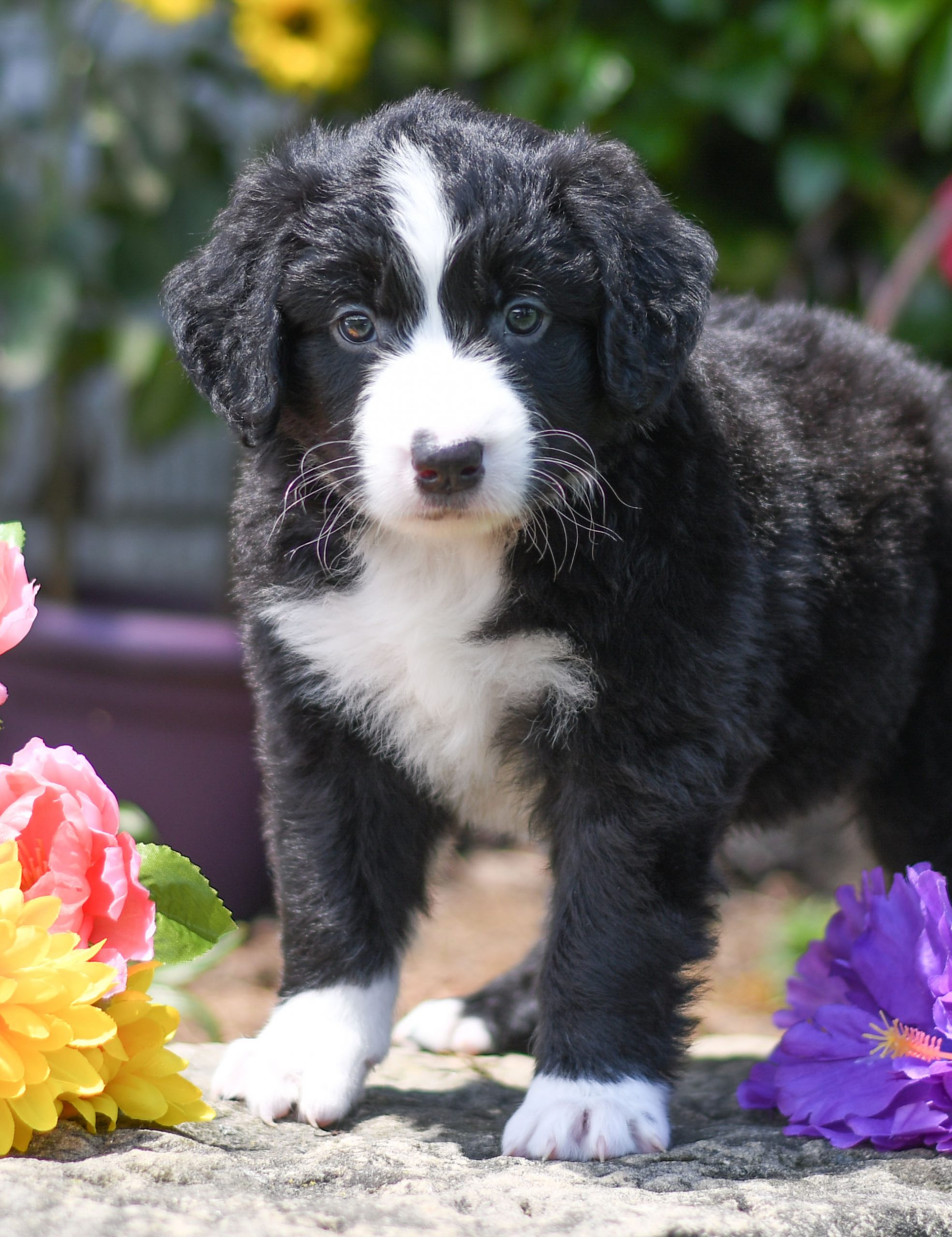 Connie - All Star Puppies : All Star Puppies