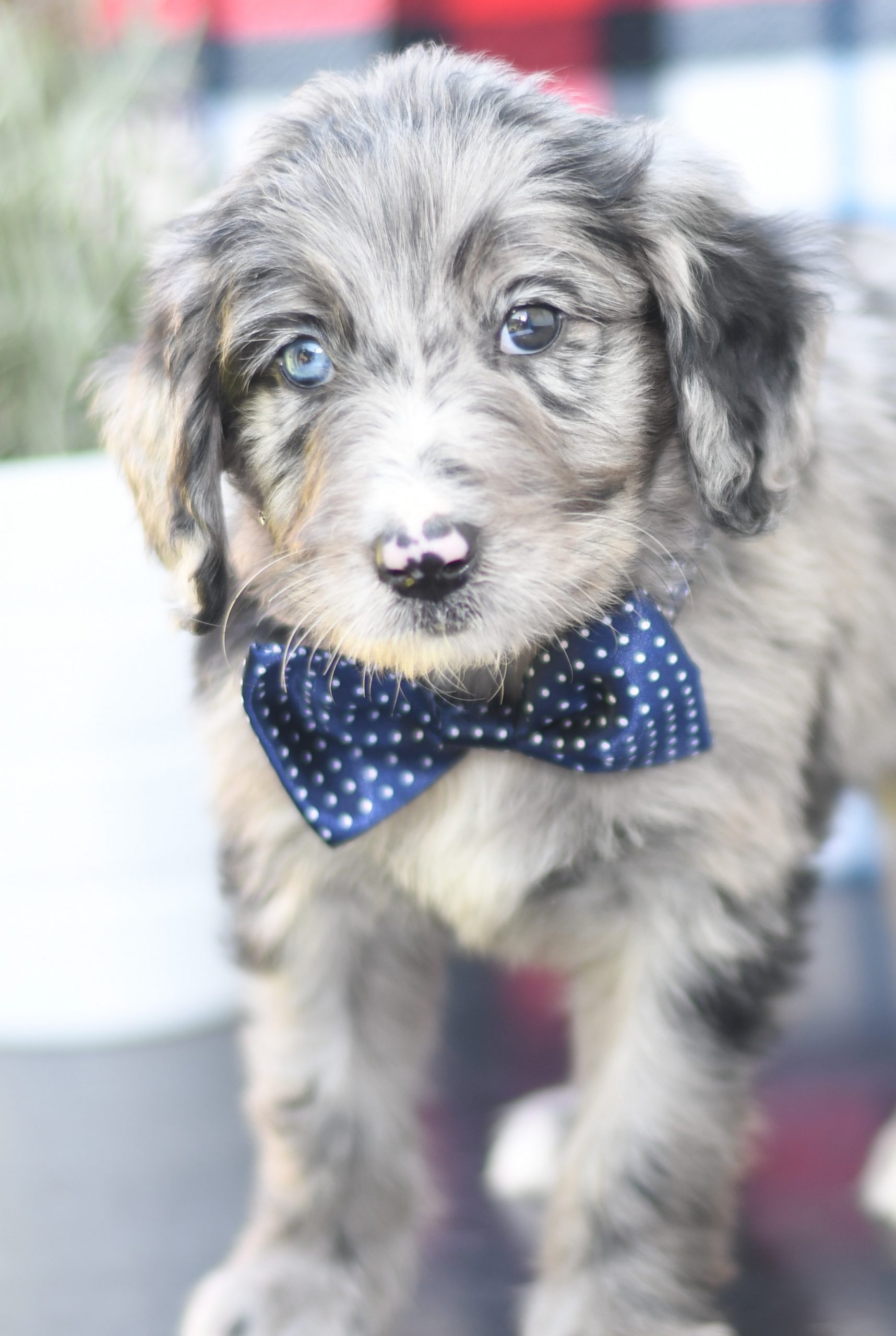 Huxley - All Star Puppies : All Star Puppies