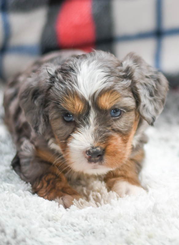 Grace - All Star Puppies : All Star Puppies