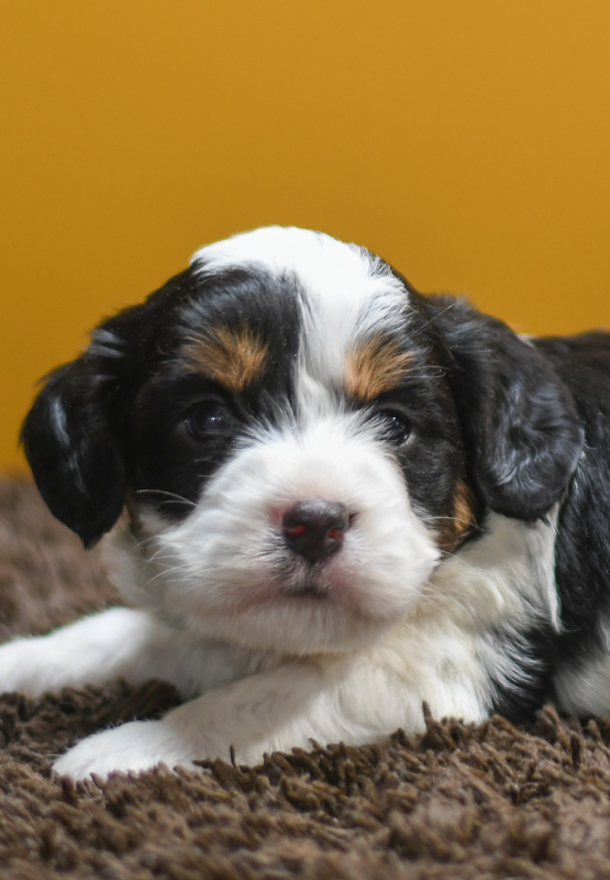 Indigo - All Star Puppies : All Star Puppies