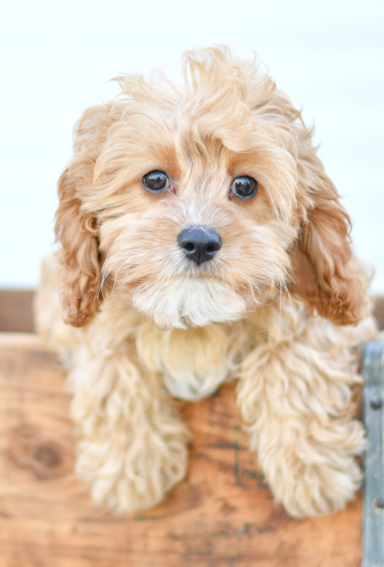 Buddy - All Star Puppies : All Star Puppies