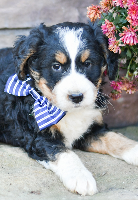 Dwight - All Star Puppies : All Star Puppies