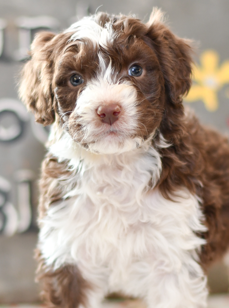 George - All Star Puppies : All Star Puppies