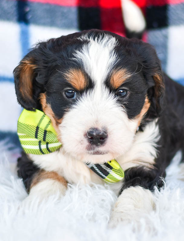 Paisley - All Star Puppies : All Star Puppies