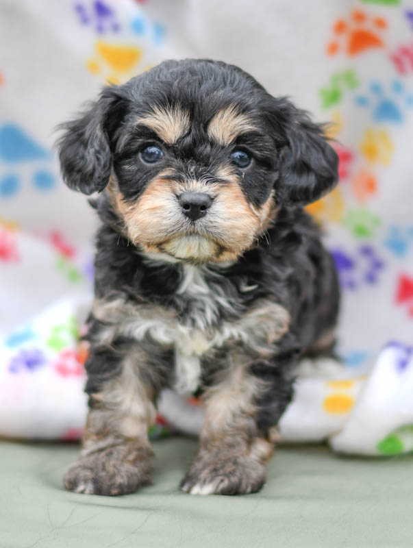 Remy - All Star Puppies : All Star Puppies