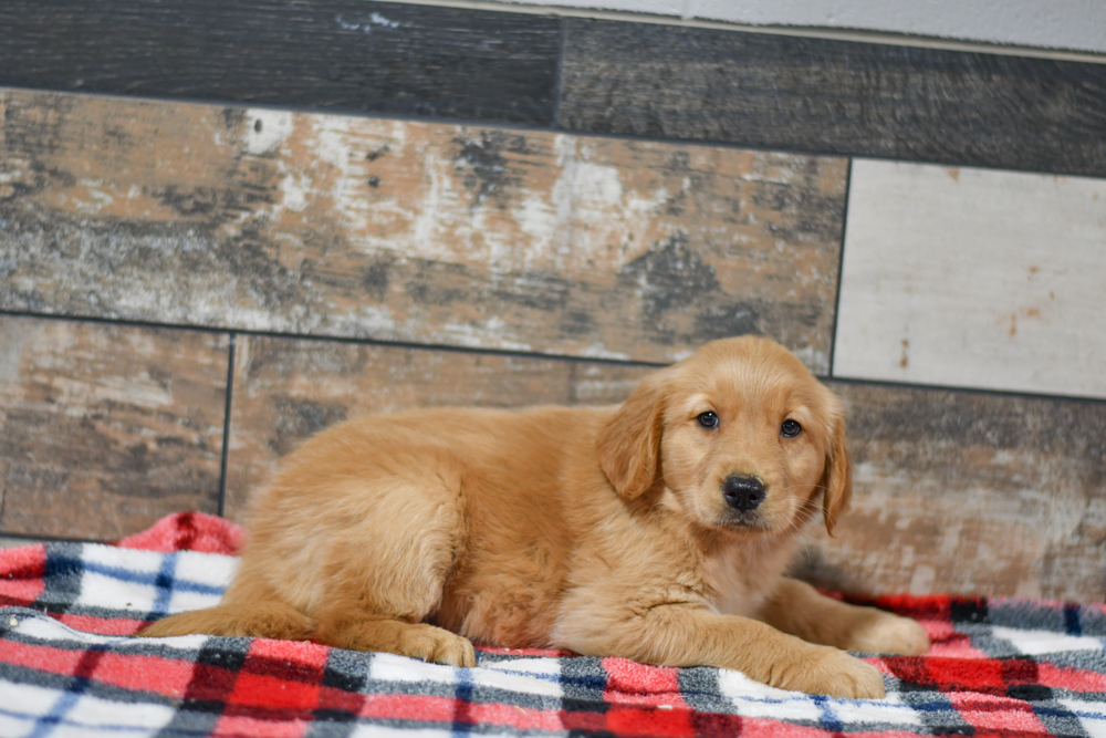 Golden Retriever - Winnie - All Star Puppies : All Star Puppies