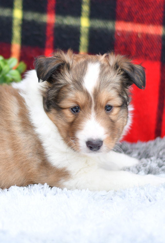 Shetland Sheepdog - Flash - All Star Puppies : All Star Puppies