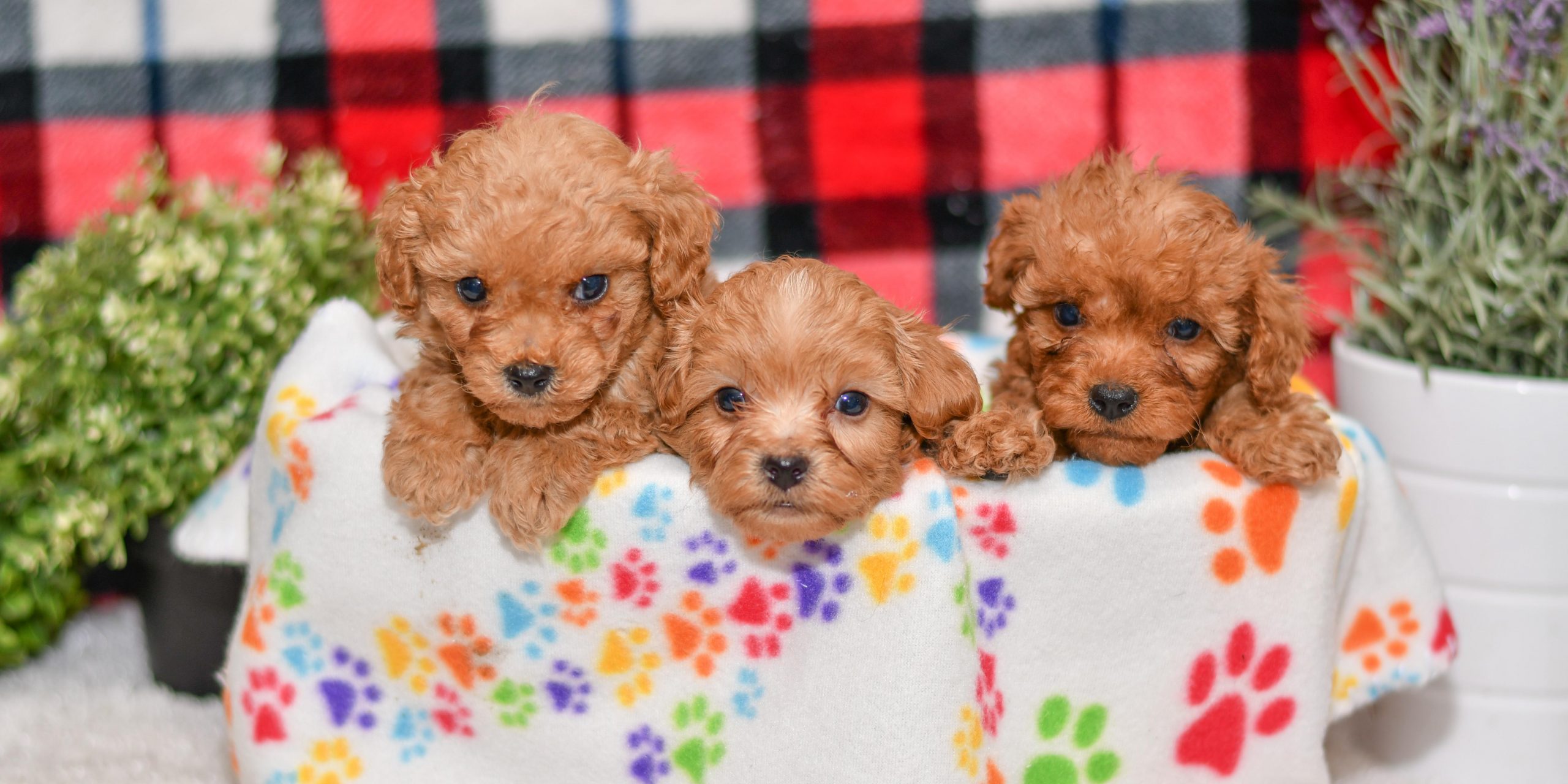 Cavapoo - Langston - All Star Puppies : All Star Puppies