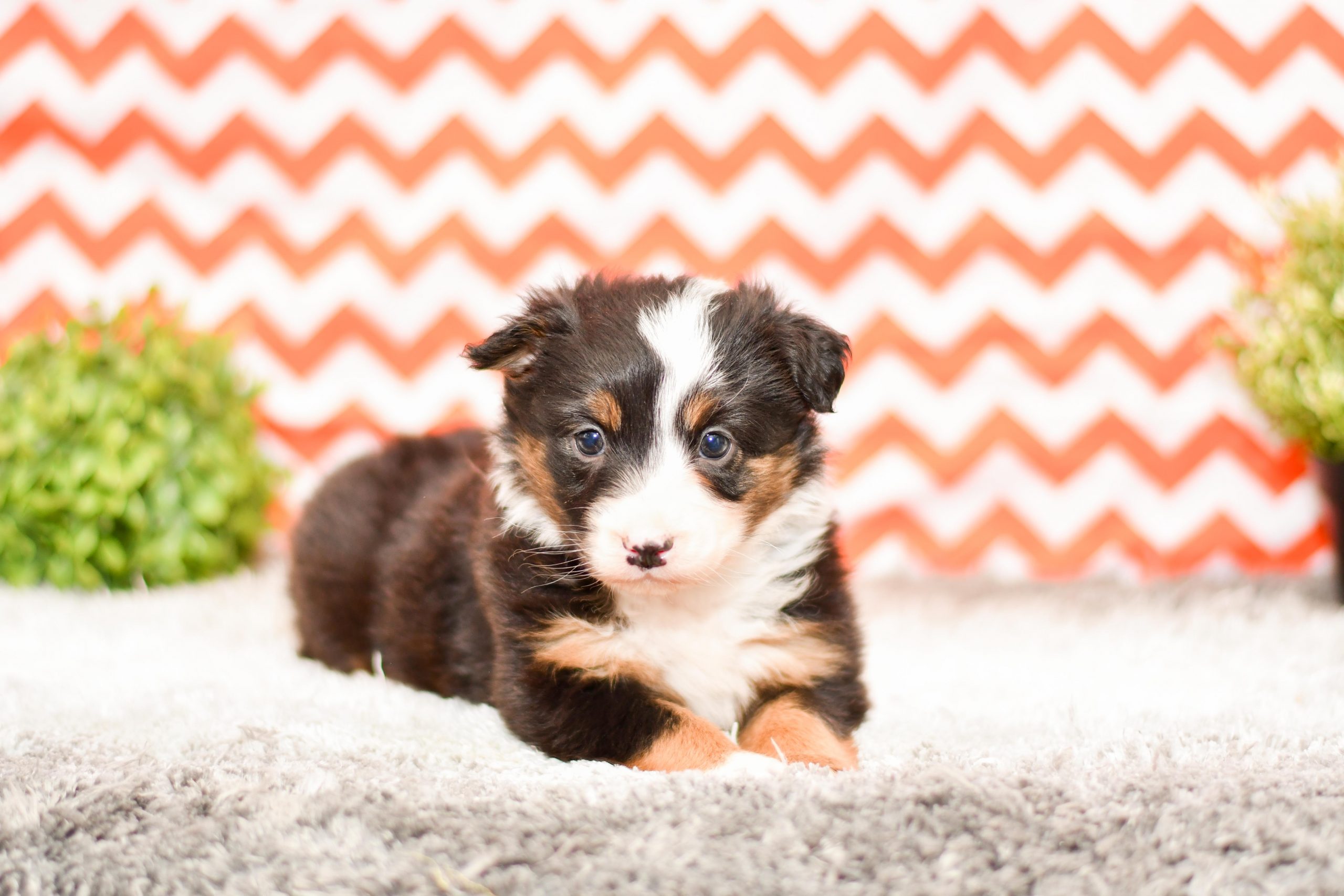 Australian Shepherd - Ginger - All Star Puppies : All Star Puppies