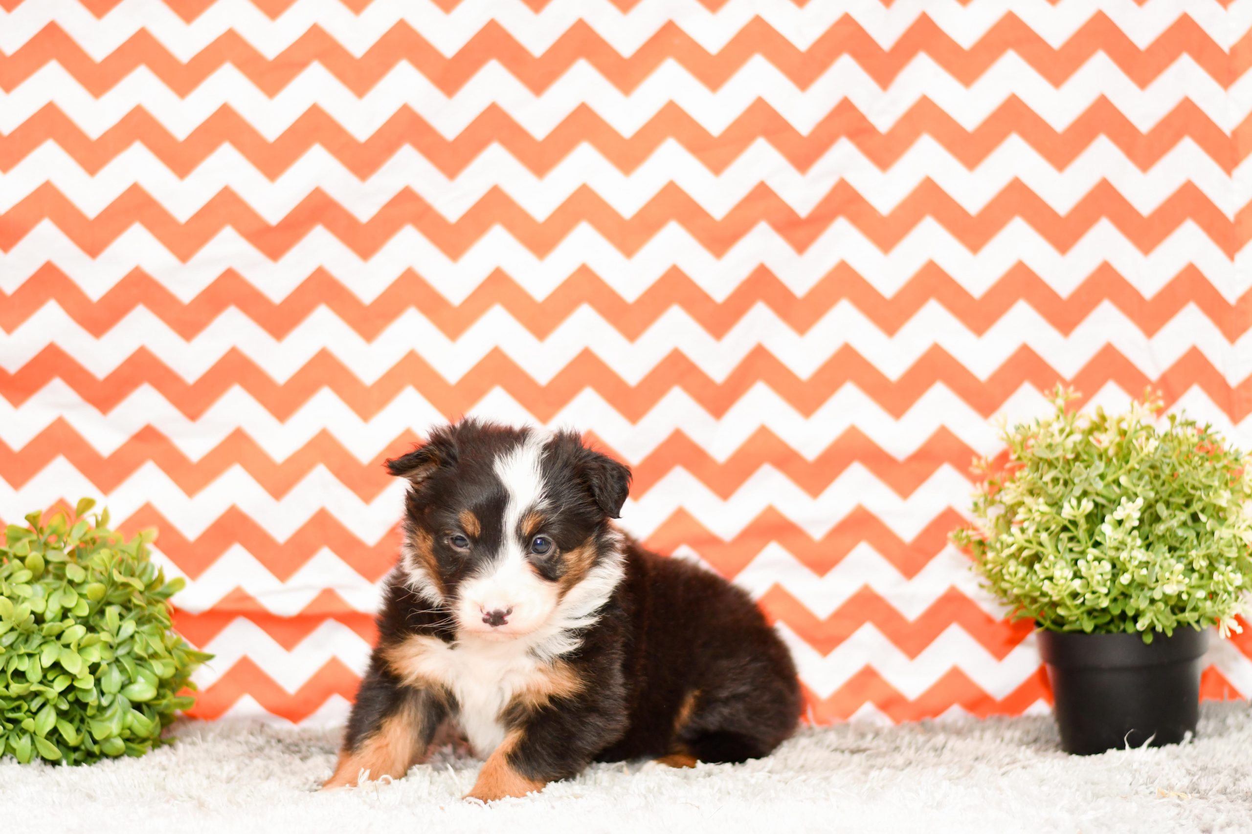 Australian Shepherd - Ginger - All Star Puppies : All Star Puppies