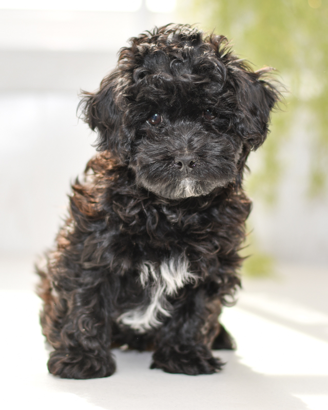 Havapoo - Mo - All Star Puppies : All Star Puppies