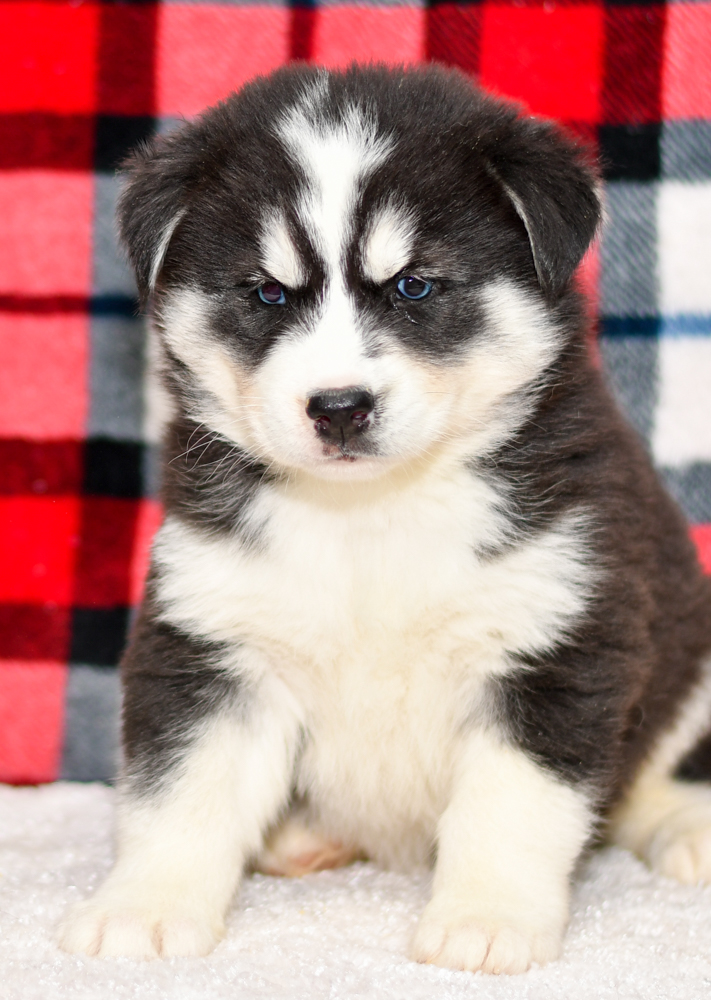 Husky - Ocho - All Star Puppies : All Star Puppies