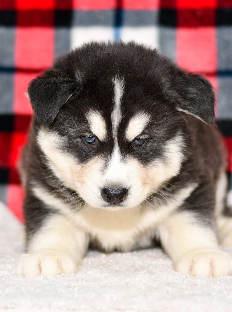 Husky - Oso - All Star Puppies : All Star Puppies