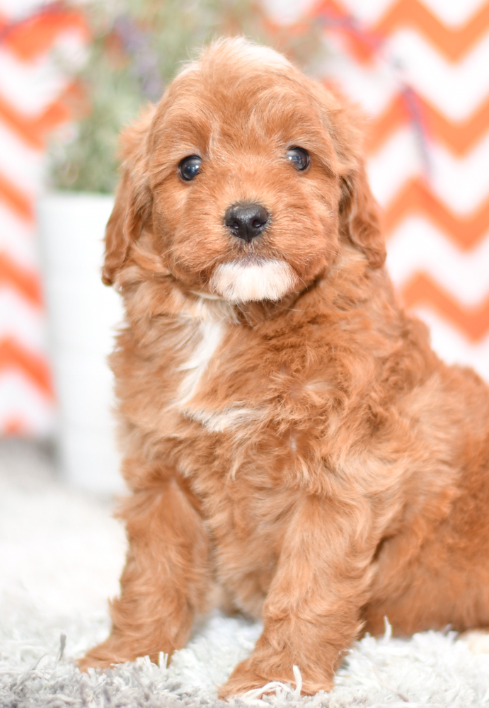 Cavapoo - Penny - All Star Puppies : All Star Puppies