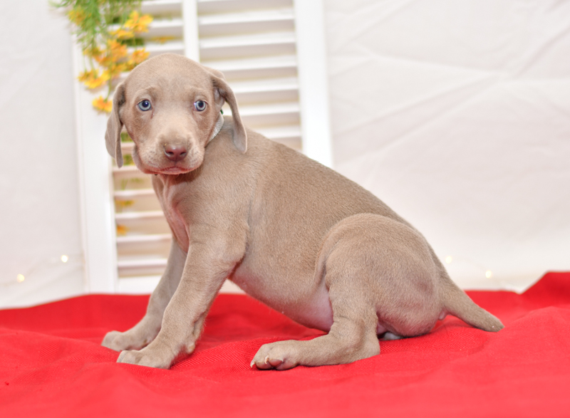 Weimaraner - Robin - All Star Puppies : All Star Puppies