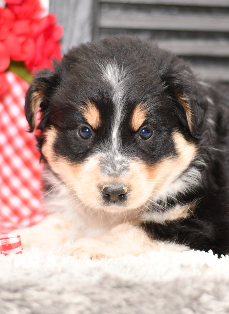 Aussie/Collie - Callie - All Star Puppies : All Star Puppies