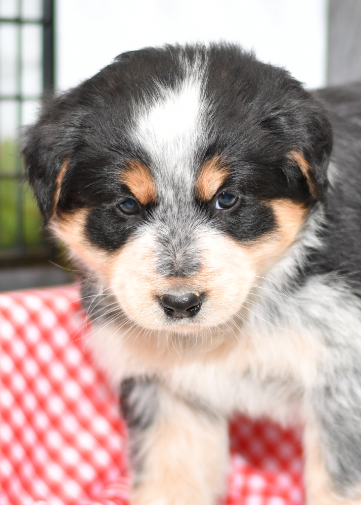 Aussie/Collie - Chief - All Star Puppies : All Star Puppies