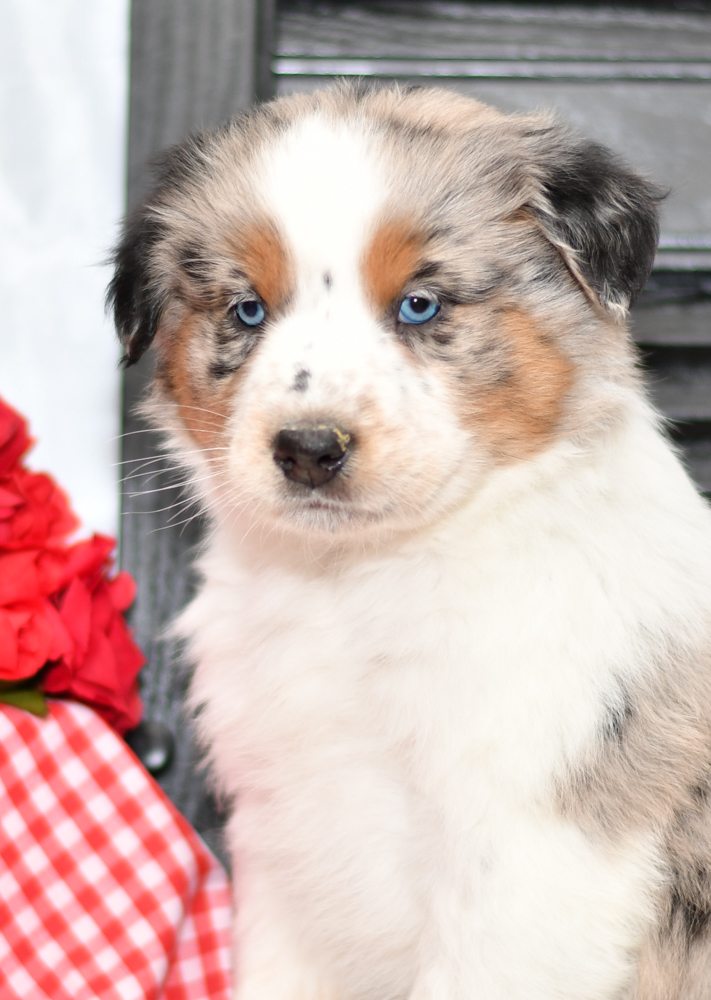 Aussie/Collie - Cruz - All Star Puppies : All Star Puppies