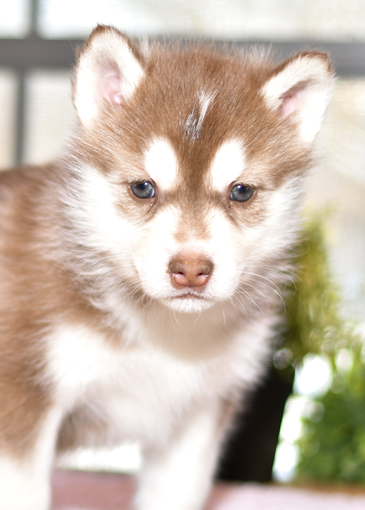 Siberian Husky - Ebony - All Star Puppies : All Star Puppies