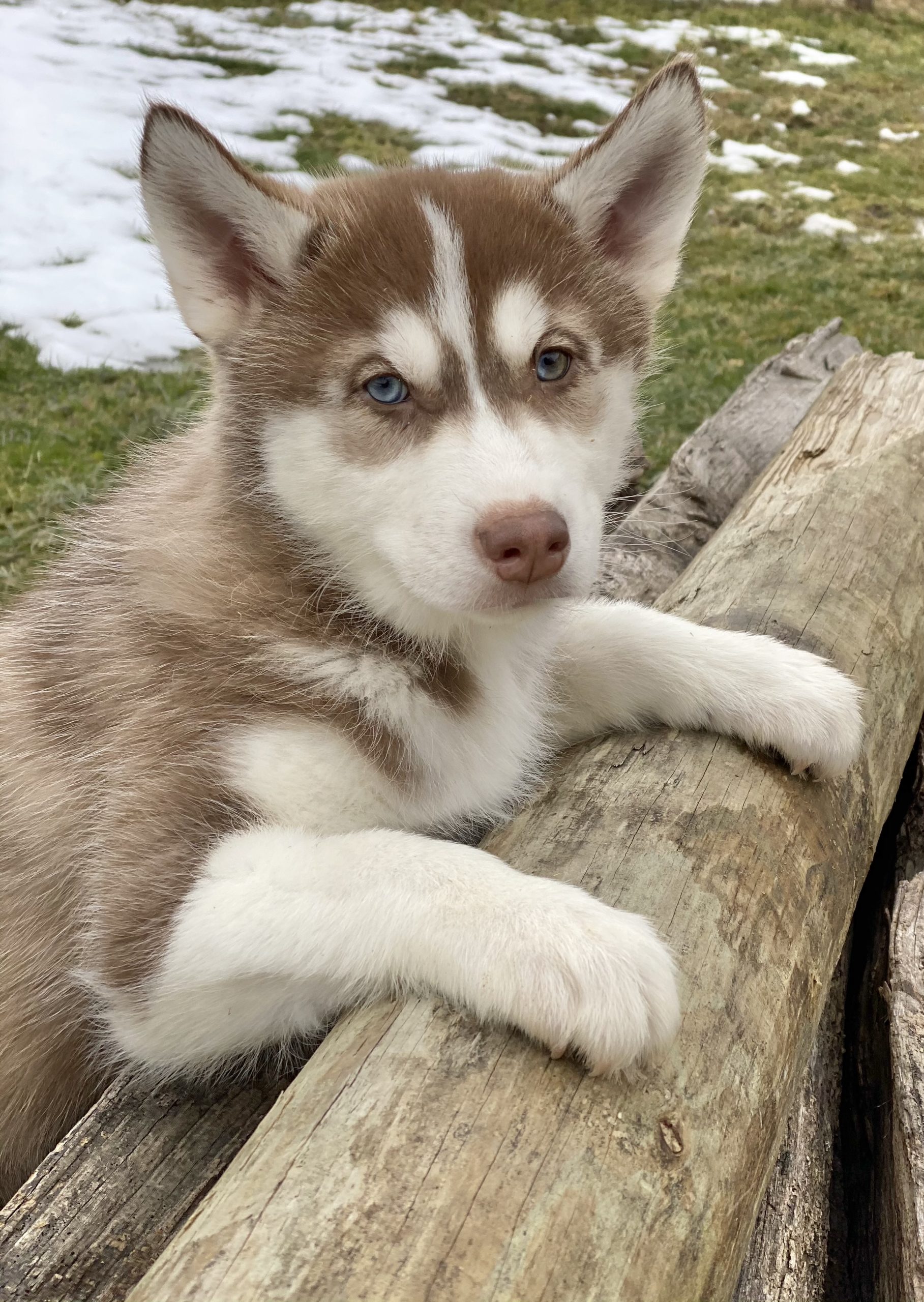 Siberian Husky - Zack - All Star Puppies : All Star Puppies