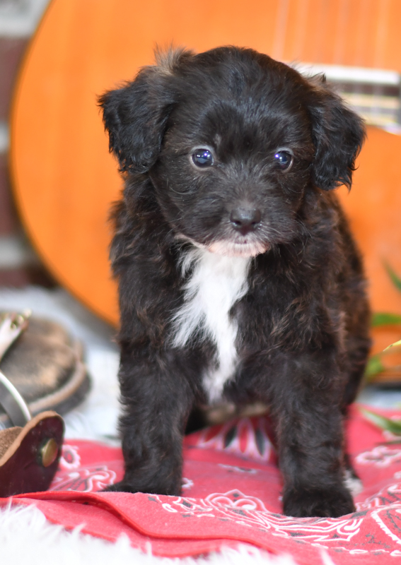 Pappapoo - Clayton - All Star Puppies : All Star Puppies