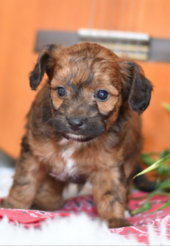 Pappapoo - Copper - All Star Puppies : All Star Puppies