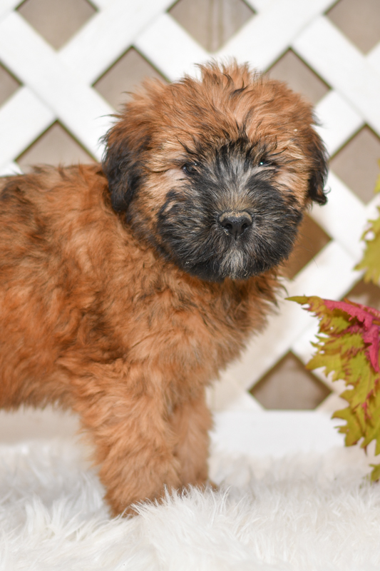 Wheaton Terrier - Genesis - All Star Puppies : All Star Puppies