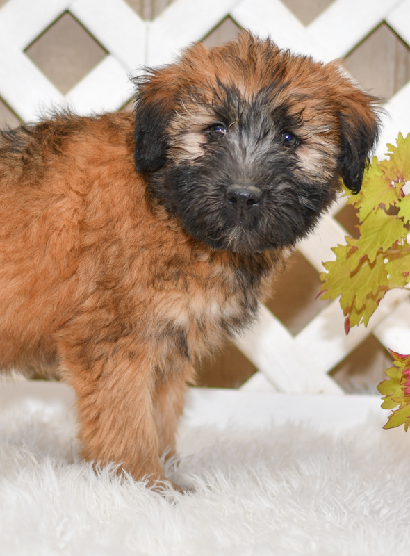 Wheaton Terrier - George - All Star Puppies : All Star Puppies