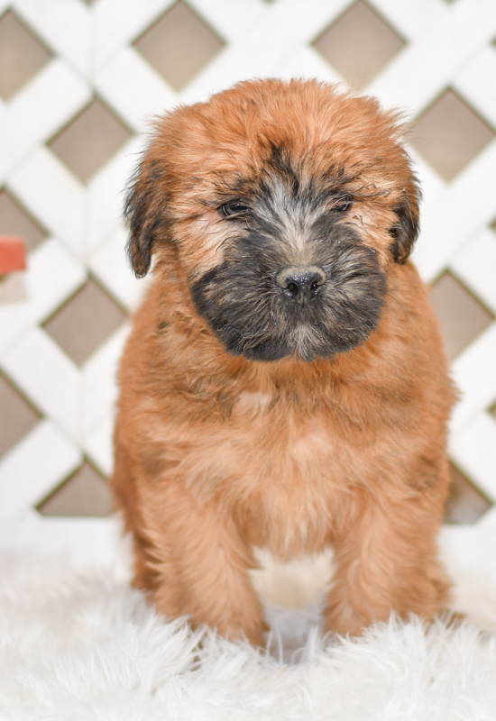 Wheaton Terrier - Gerald - All Star Puppies : All Star Puppies