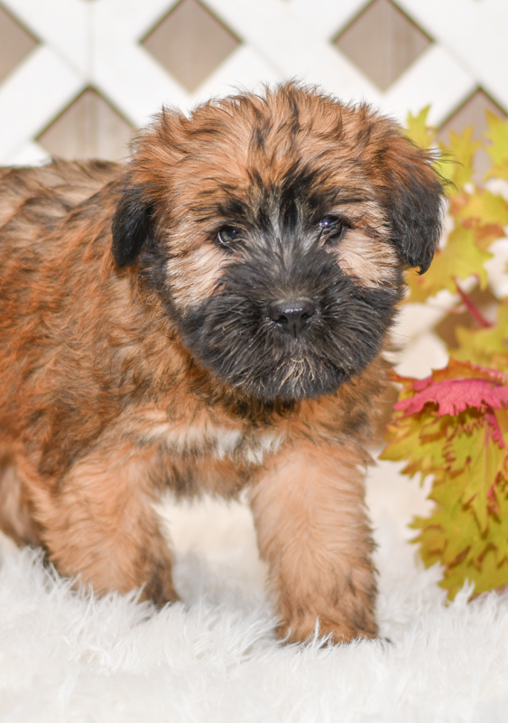 Wheaton Terrier - Gingersnap - All Star Puppies : All Star Puppies