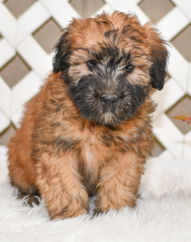 Wheaton Terrier - Gloria - All Star Puppies : All Star Puppies