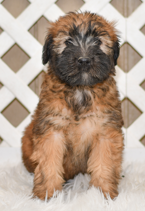 Wheaton Terrier - Grace - All Star Puppies : All Star Puppies