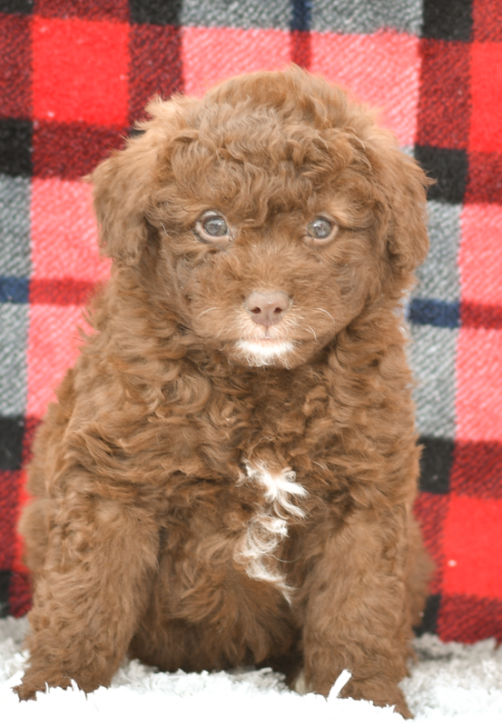 Mini Aussiedoodle - Eskimo - All Star Puppies : All Star Puppies