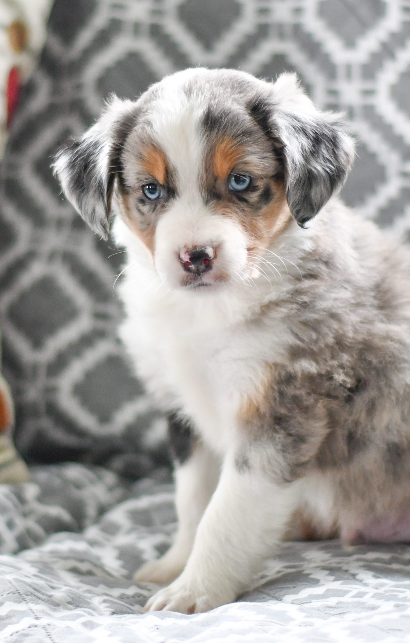 Mini Aussie - Sheffield - All Star Puppies : All Star Puppies