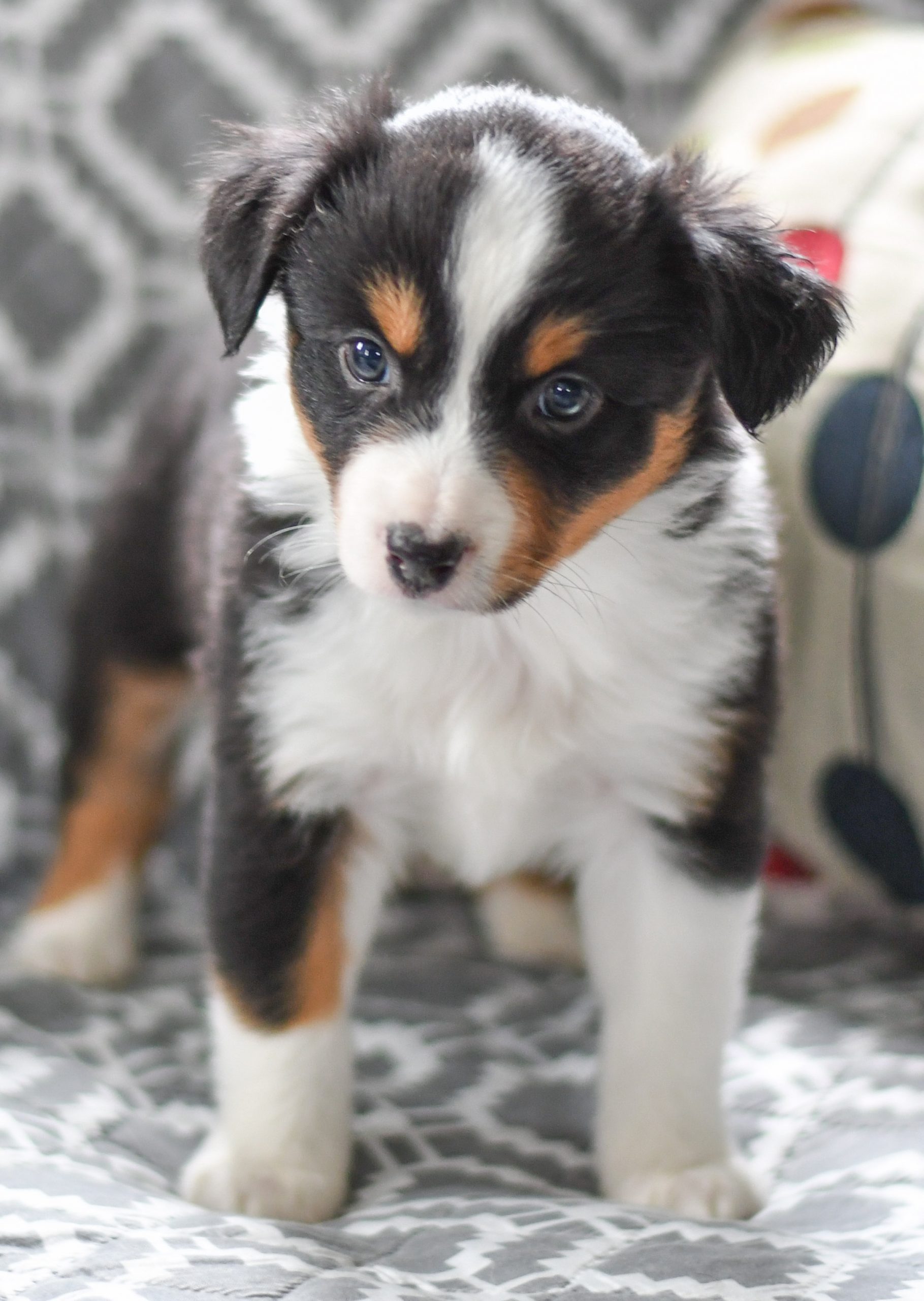 Mini Aussie - Shepherd - All Star Puppies : All Star Puppies