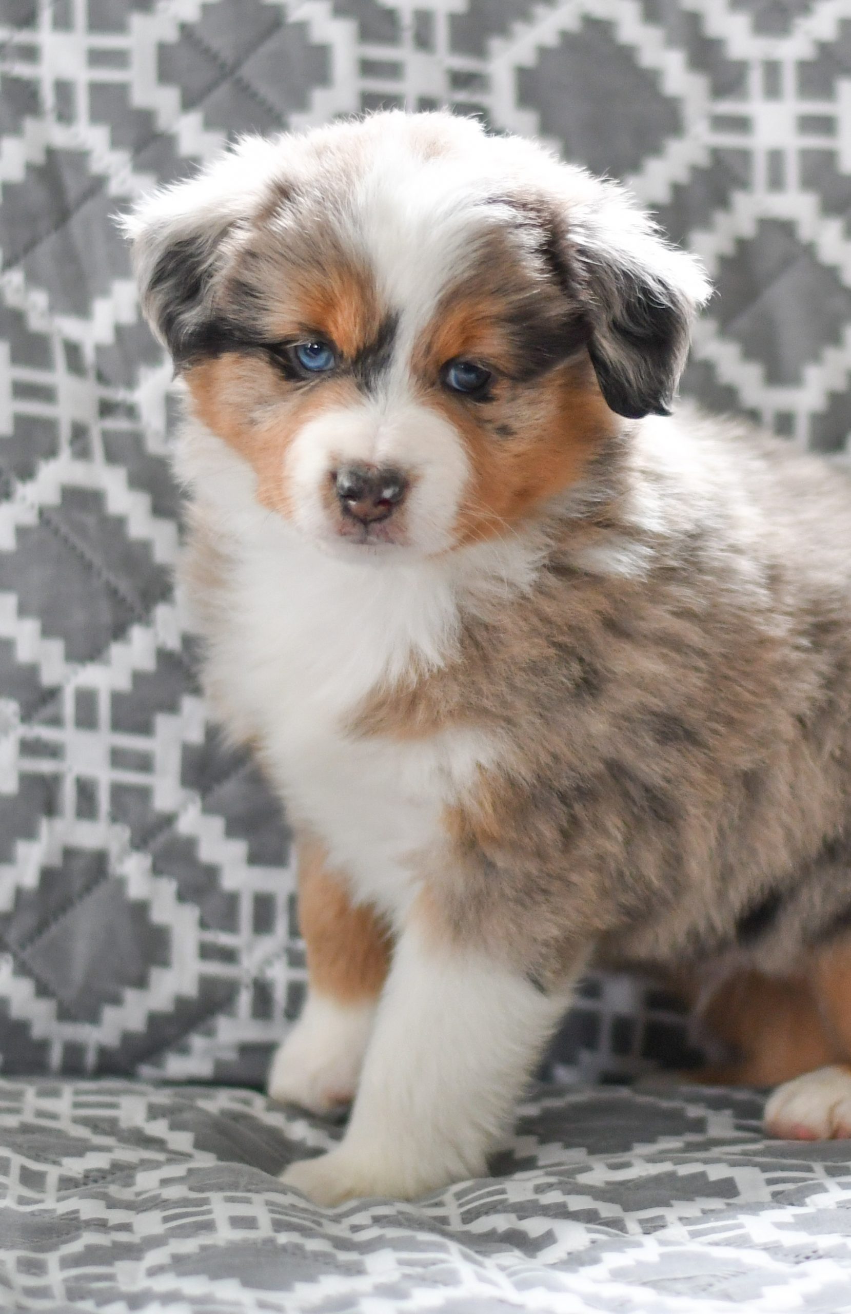 Mini Aussie - Stewart - All Star Puppies : All Star Puppies