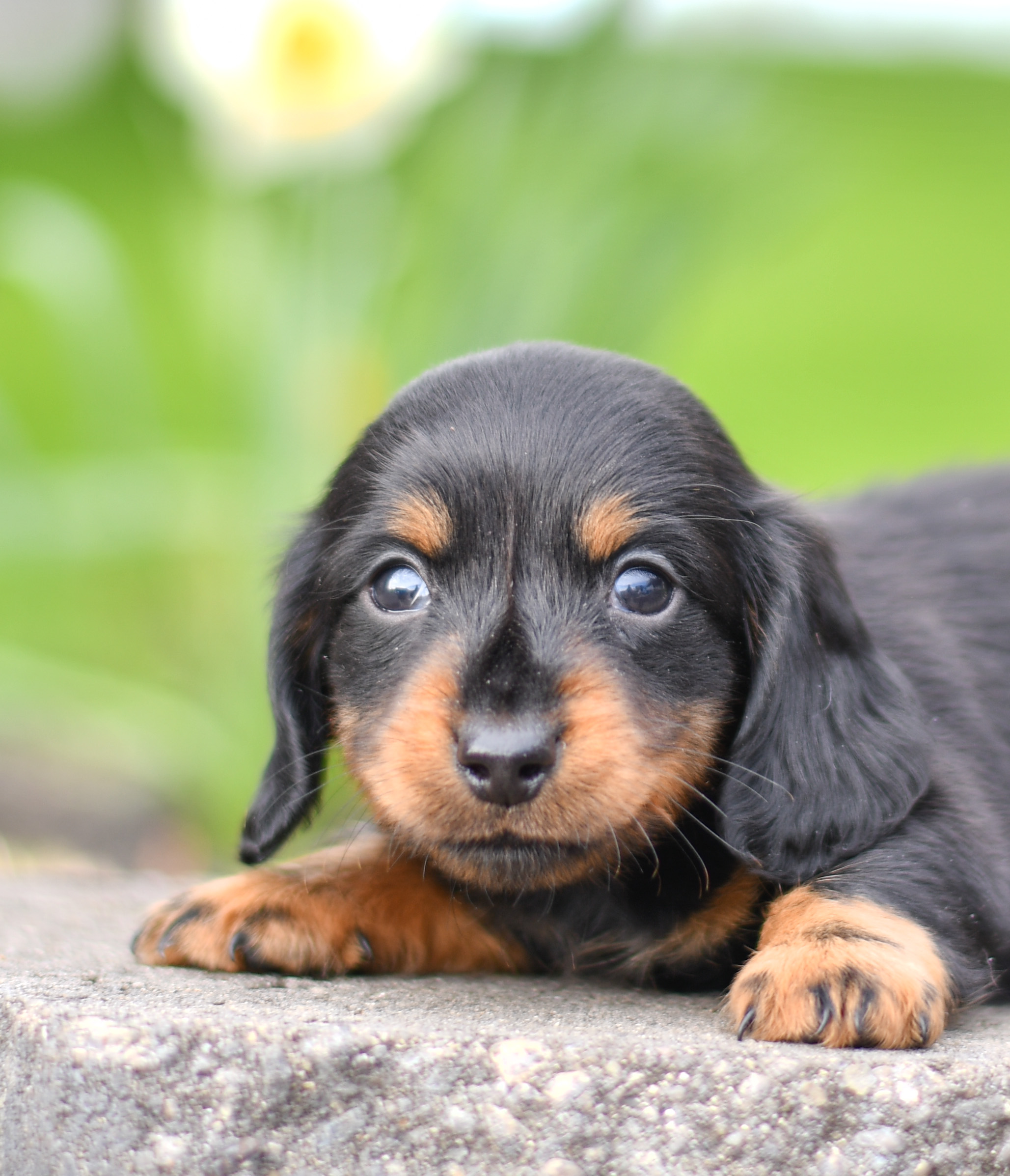 Mini Dachshund - Trevor - All Star Puppies : All Star Puppies