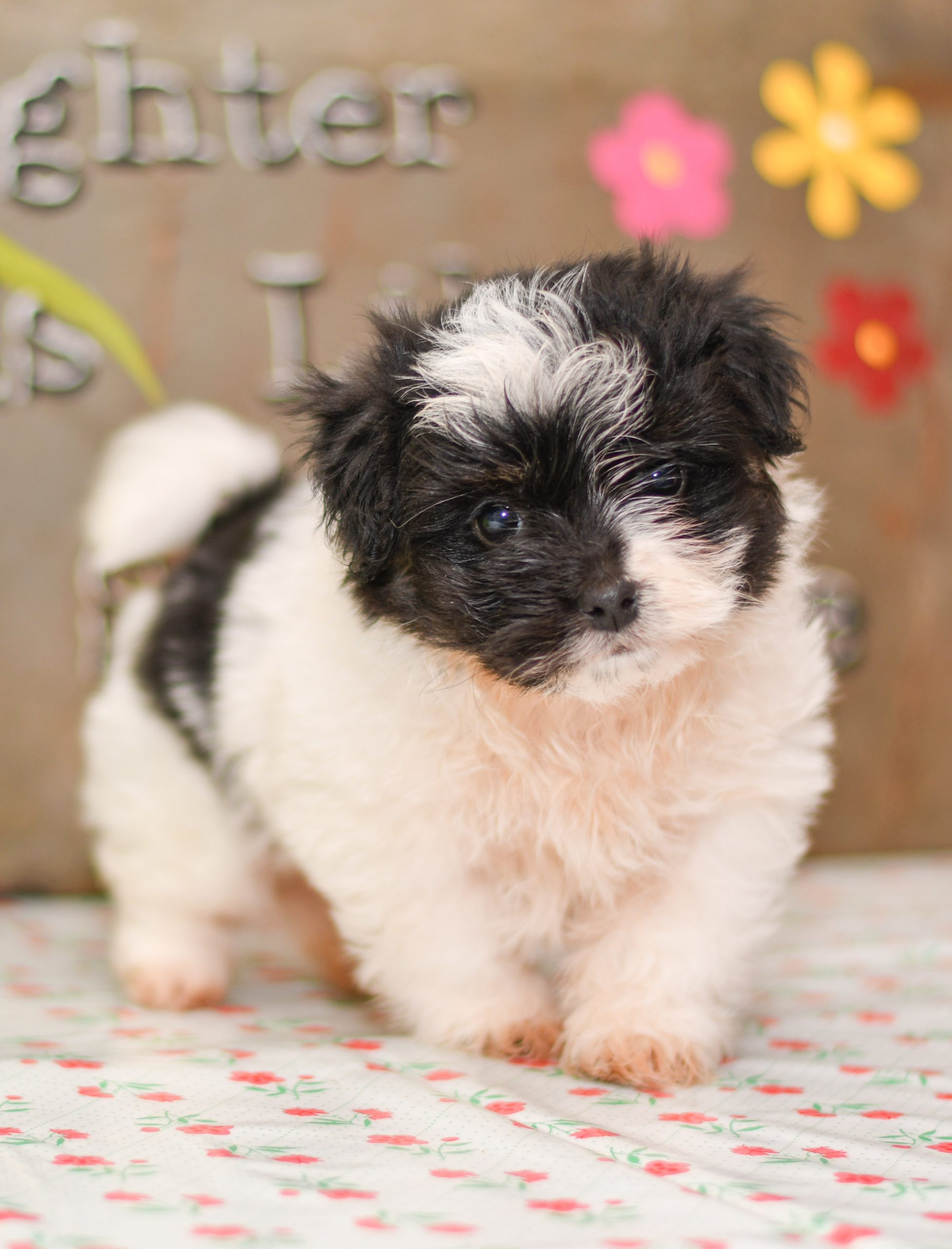 Havamalt - Carter - All Star Puppies : All Star Puppies