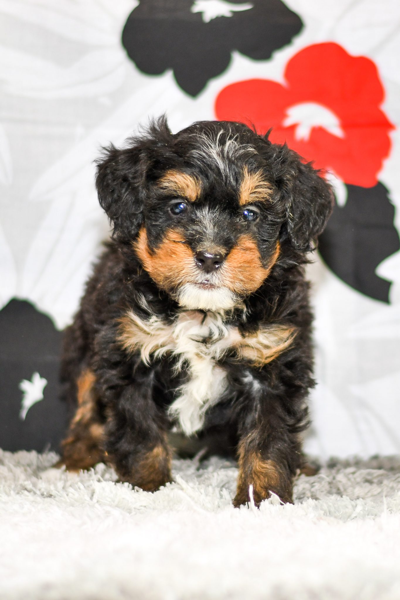 Mini Bernedoodle F1B - Titan - All Star Puppies : All Star Puppies