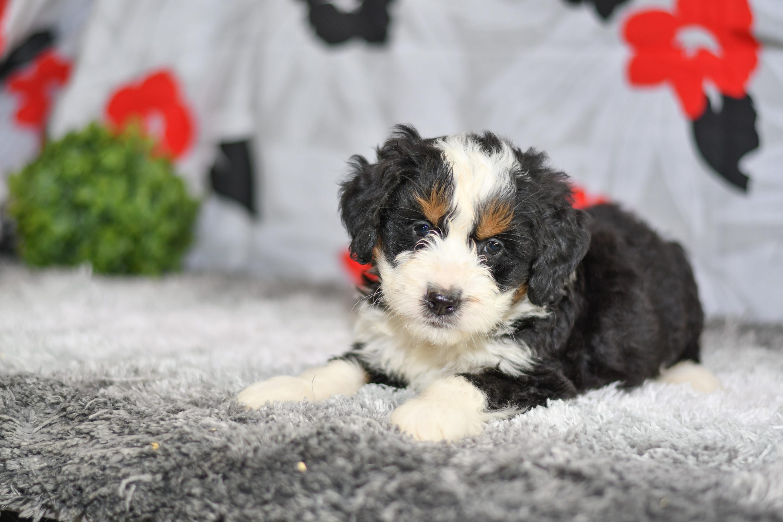 Mini Bernedoodle F1B - Tonto - All Star Puppies : All Star Puppies