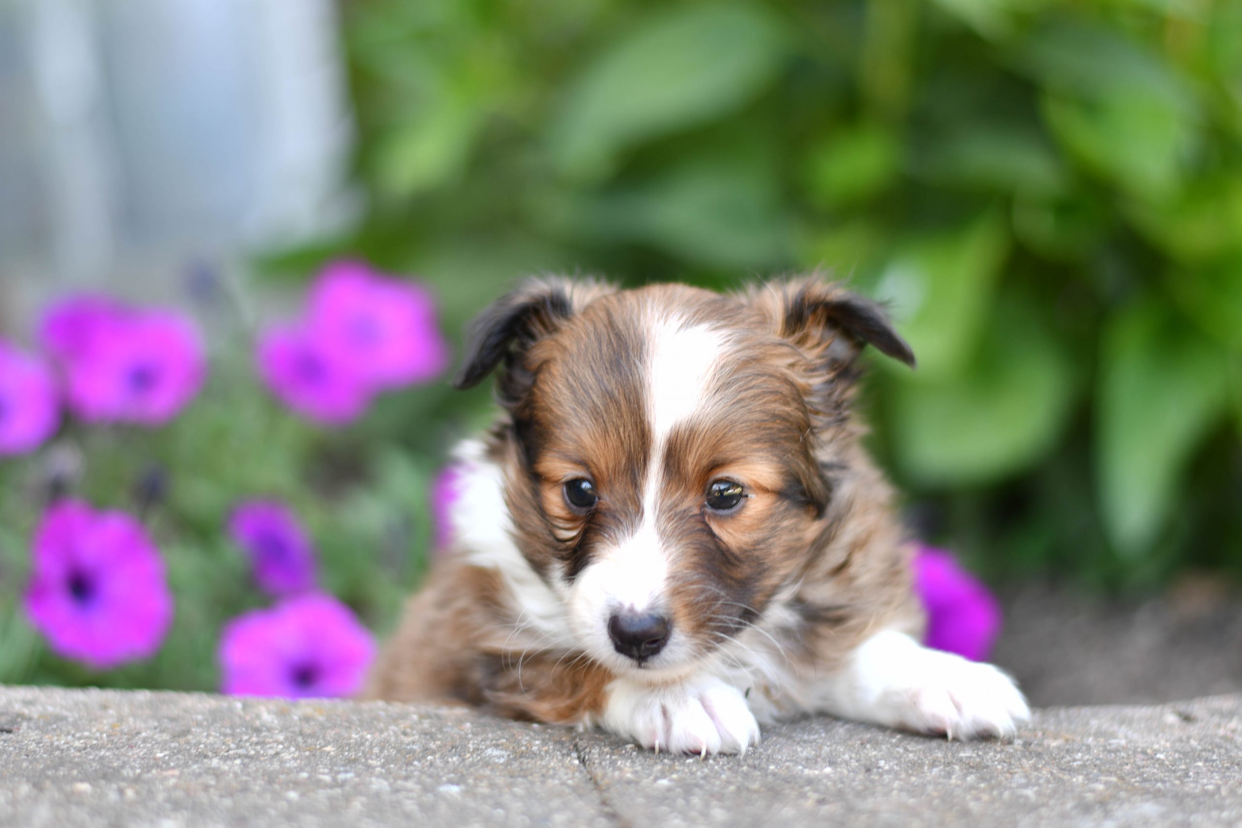 Shetland Sheepdog - Connie - All Star Puppies : All Star Puppies