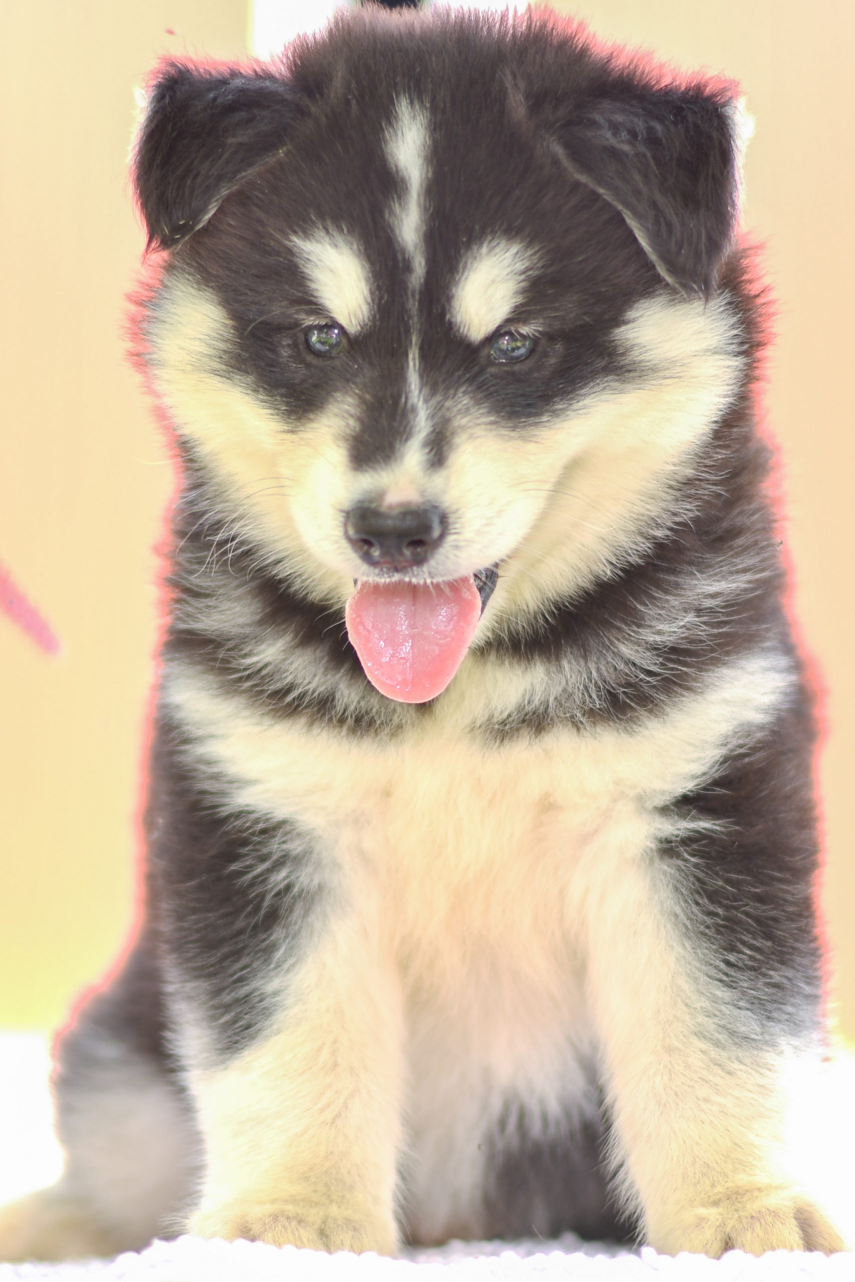Siberian Husky - Fido - All Star Puppies : All Star Puppies