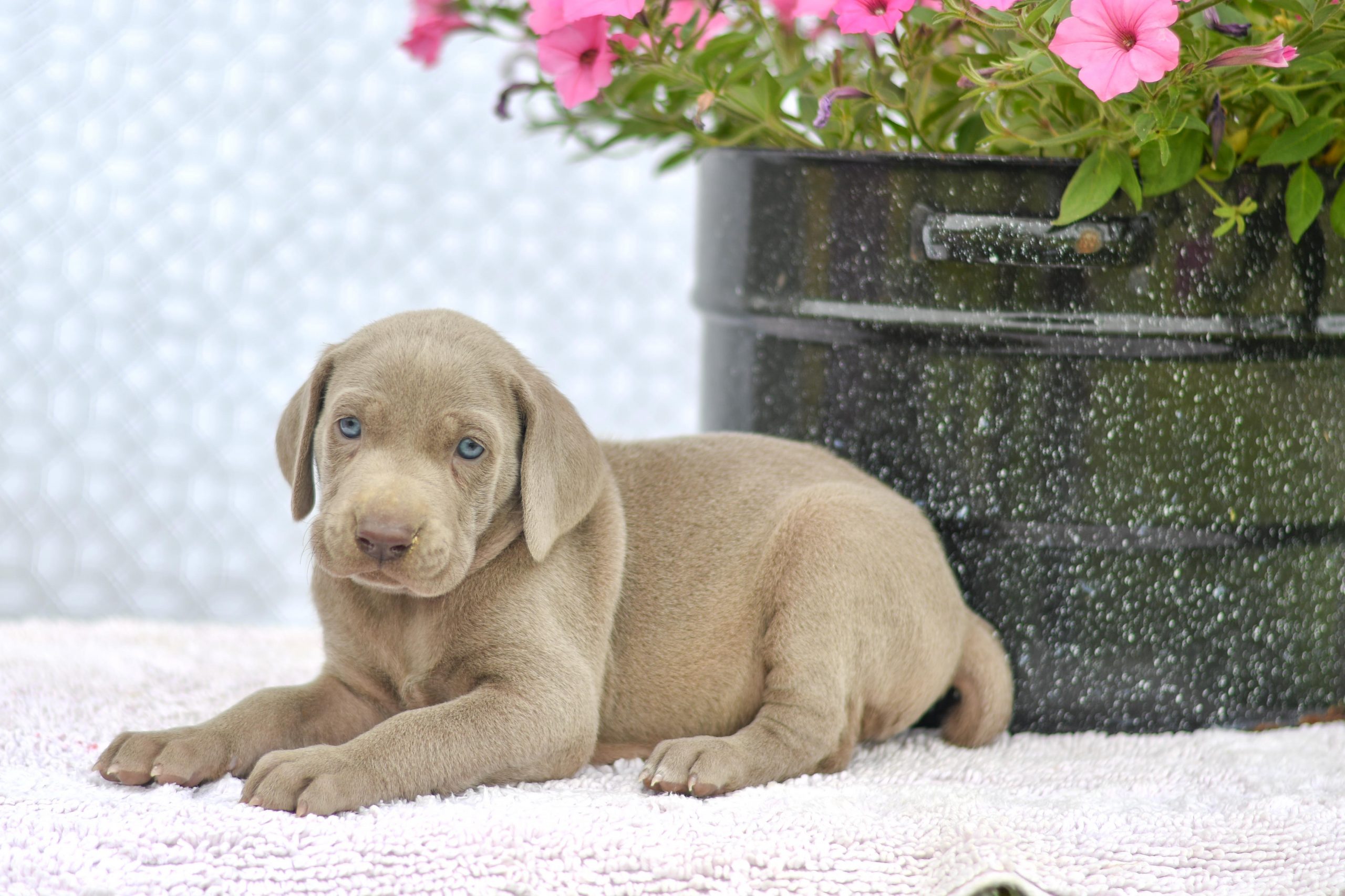 Weimaraner - Shelly - All Star Puppies : All Star Puppies