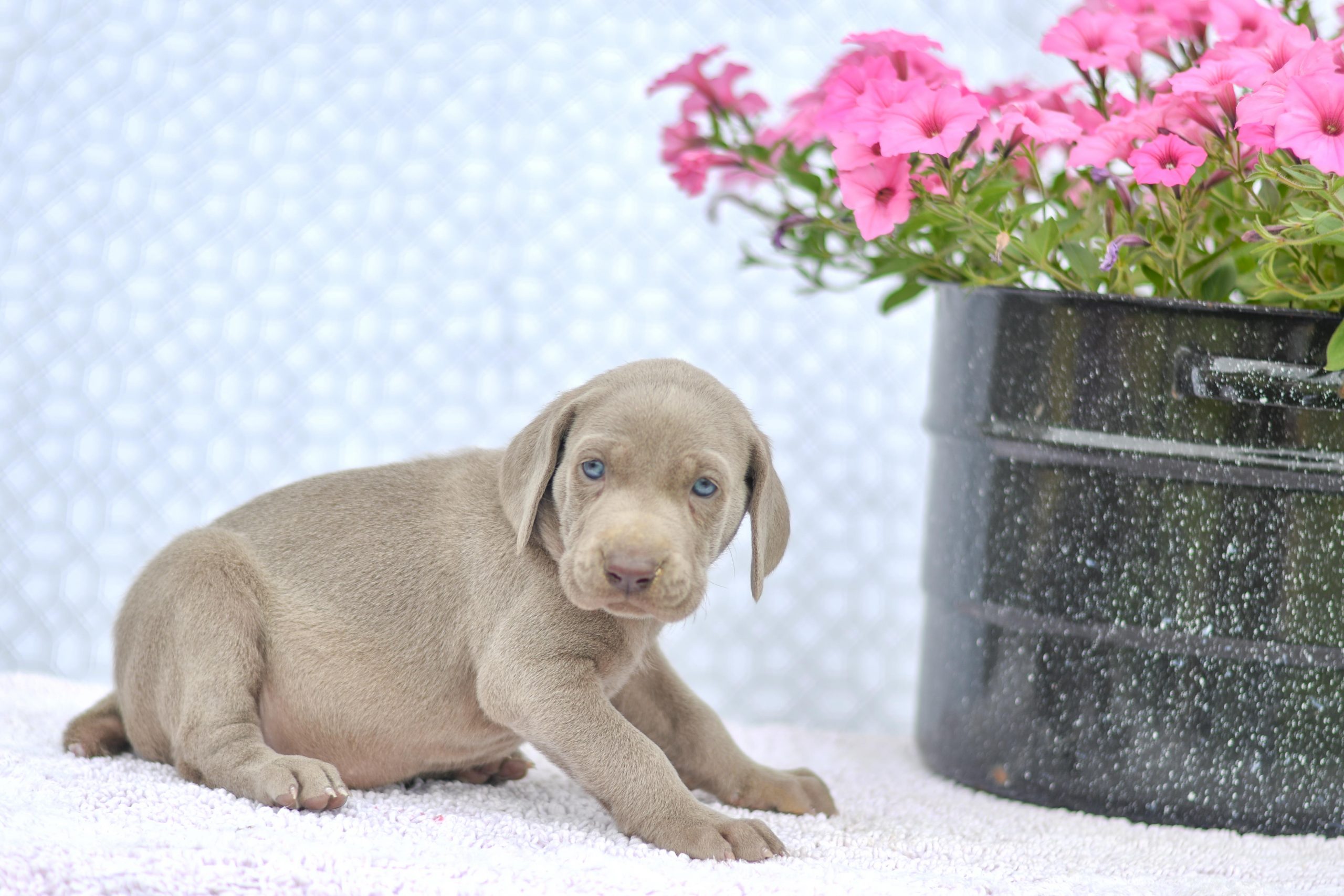 Weimaraner - Shelly - All Star Puppies : All Star Puppies