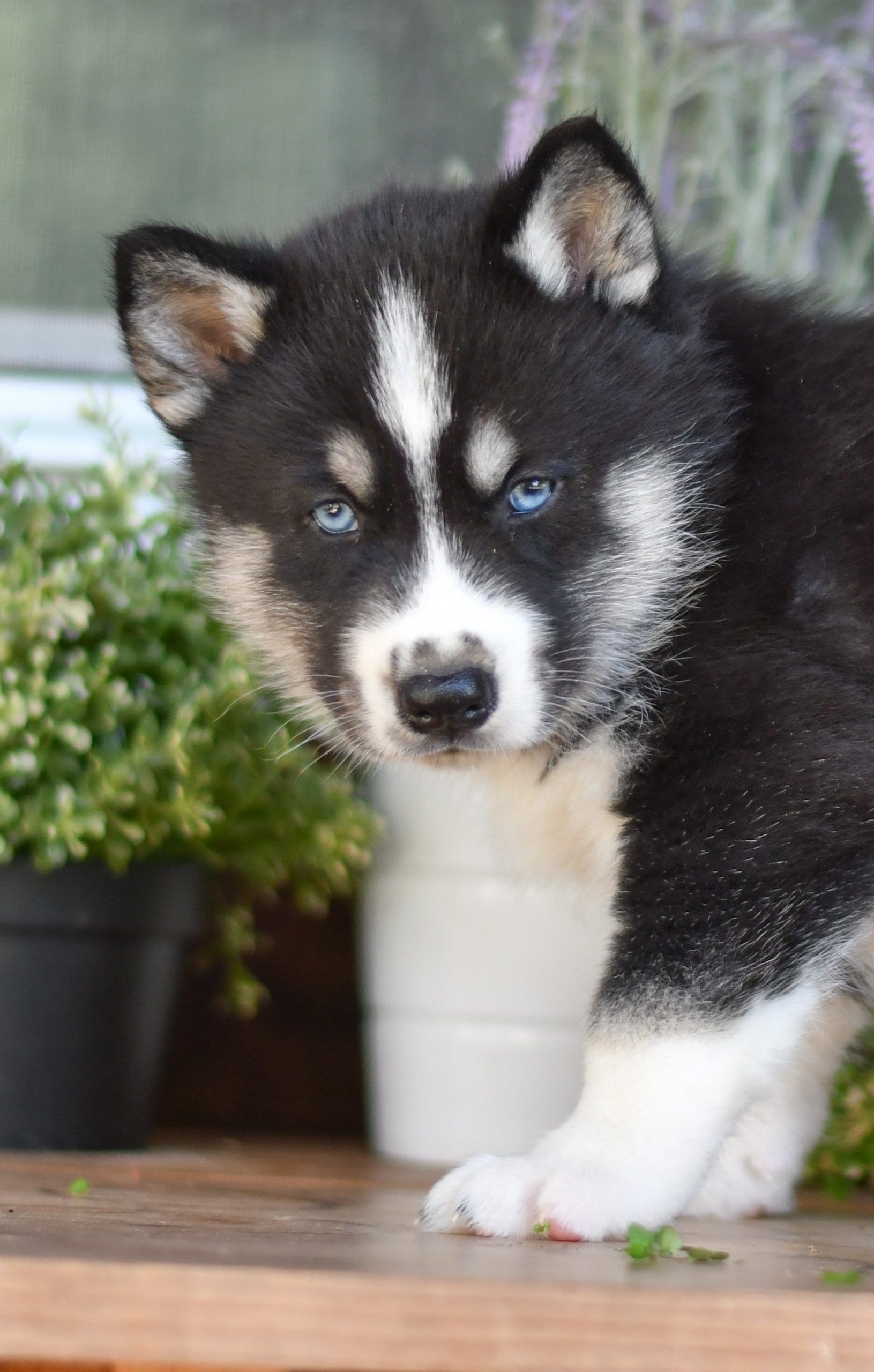 Siberian Husky - Jackson - All Star Puppies : All Star Puppies