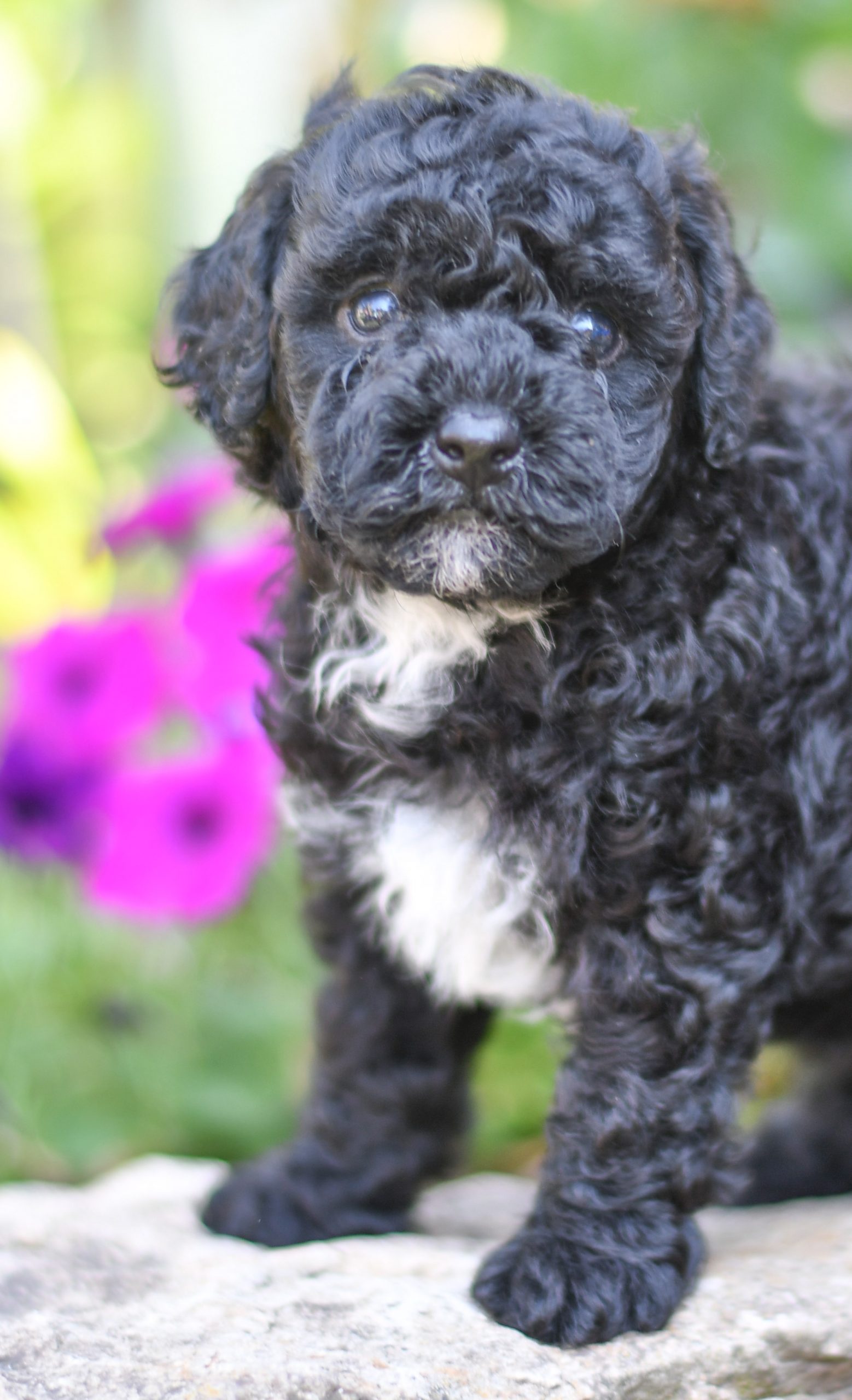 Mini Poodle - Josie - All Star Puppies : All Star Puppies