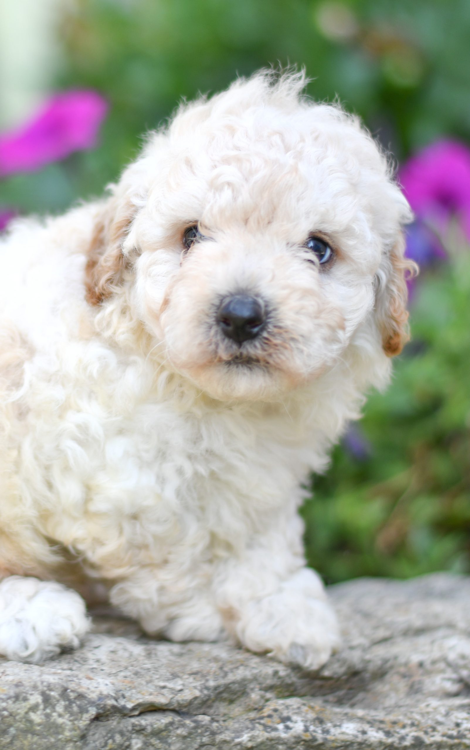 Mini Poodle - Jumbo - All Star Puppies : All Star Puppies