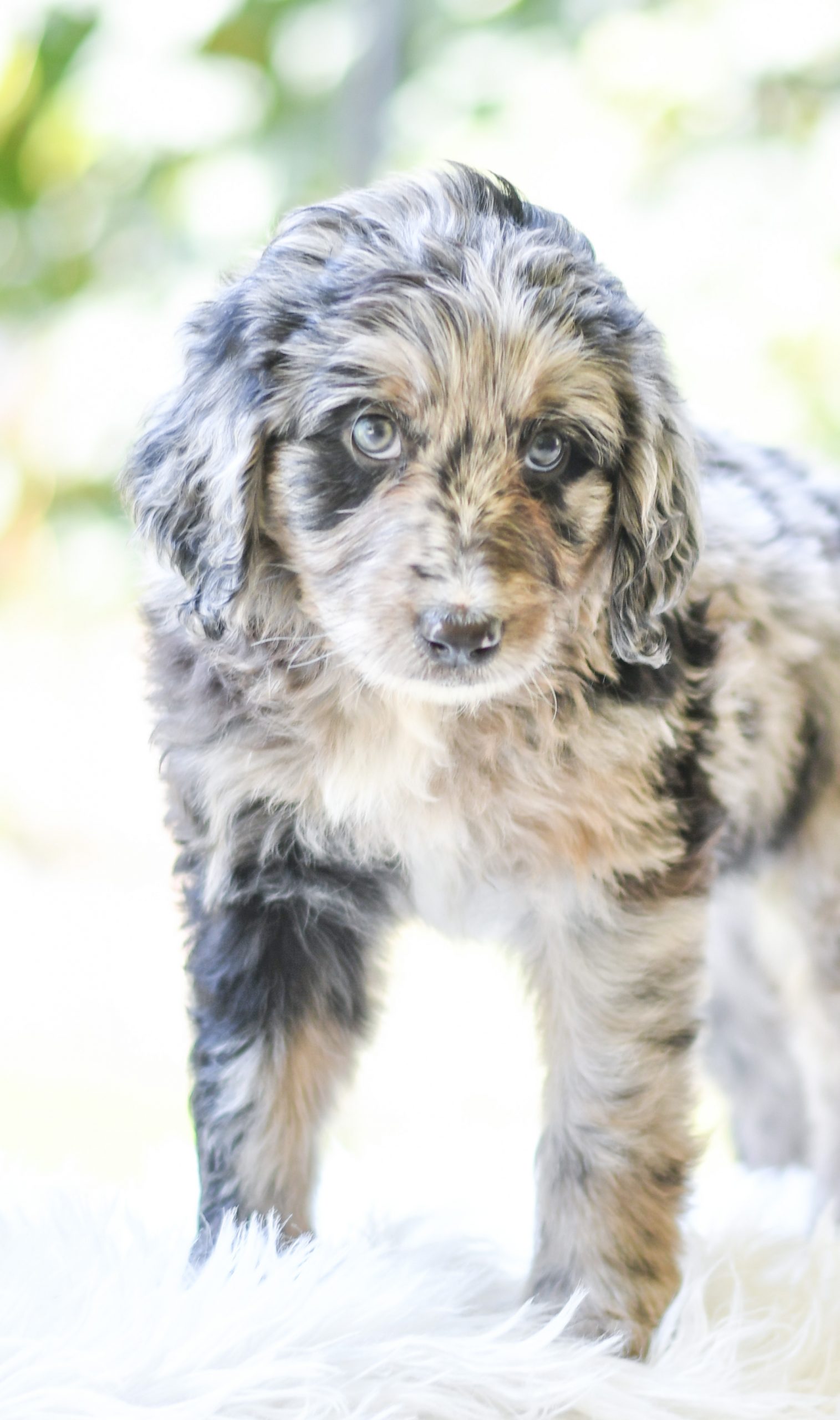 Aussiedoodle - Michelle - All Star Puppies : All Star Puppies