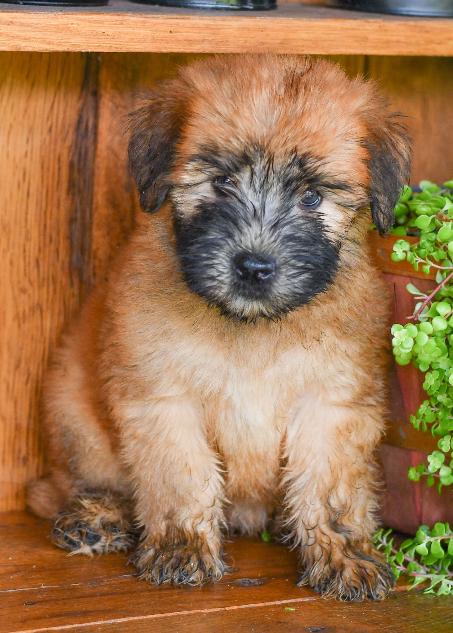 Soft Coated Wheaton Terrier - Teresa - All Star Puppies : All Star Puppies