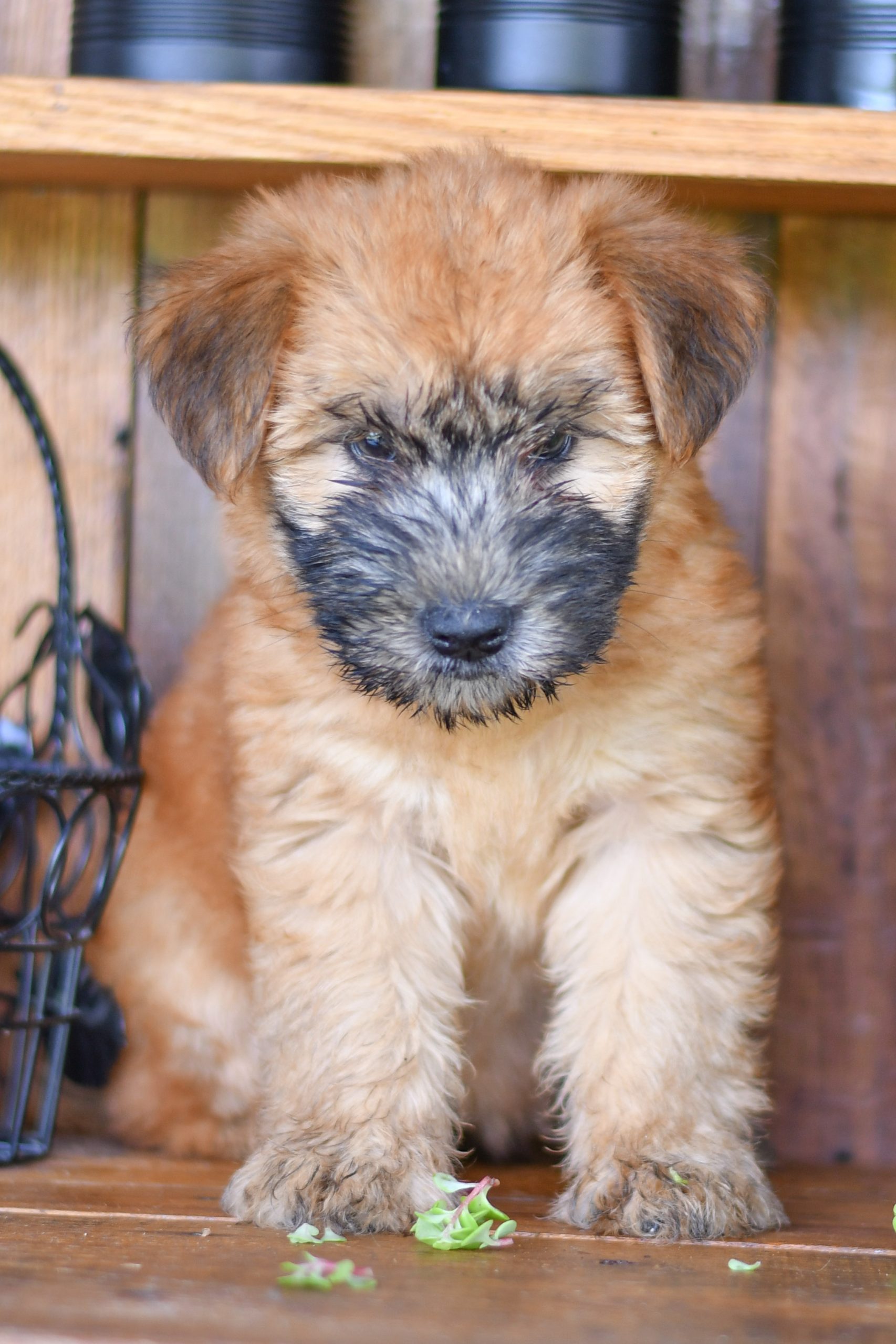 Soft Coated Wheaton Terrier - Tina - All Star Puppies : All Star Puppies